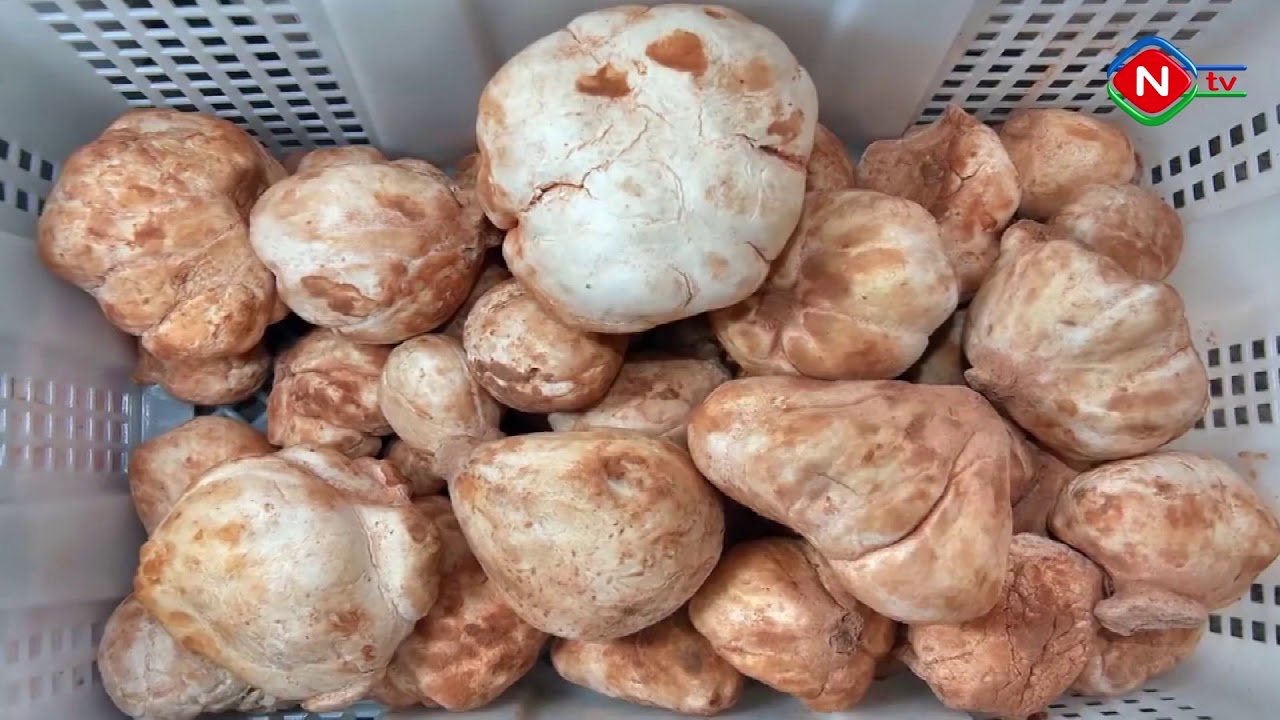 Tryufel və ya "dombalan göbələyi" - YouTube
