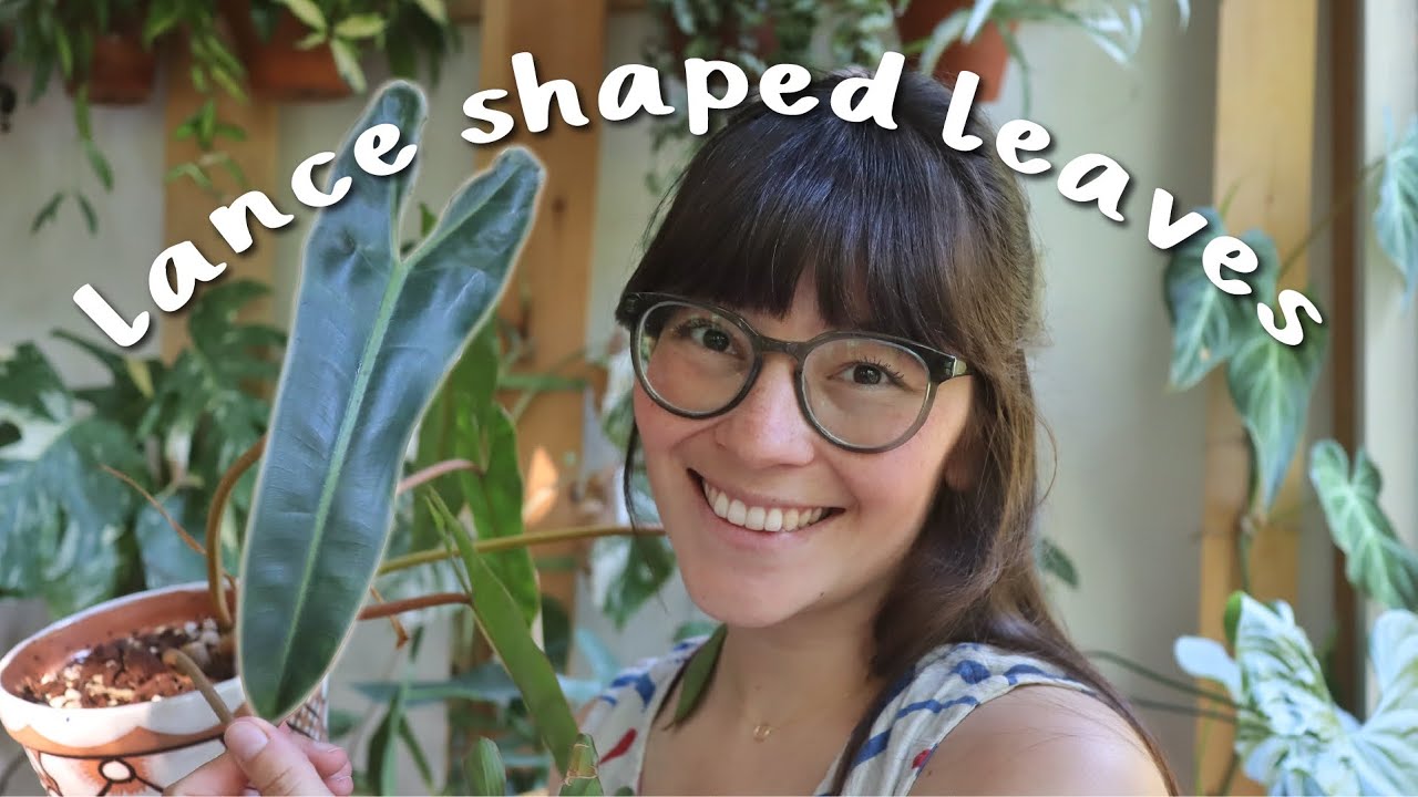 My Favorite Lance-Shaped Leaves | my favorite houseplants - YouTube
