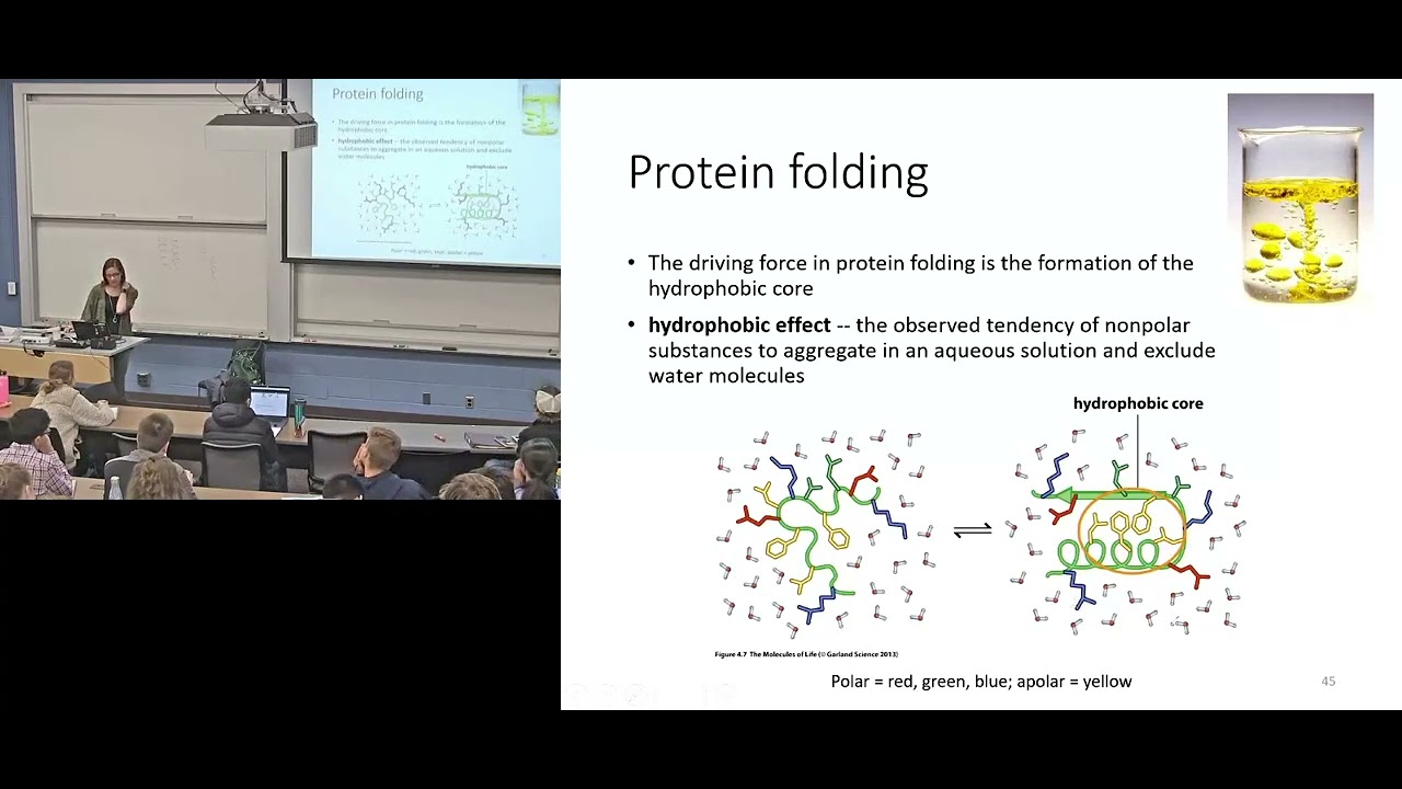 Globular proteins fold to make a hydrophobic core - YouTube