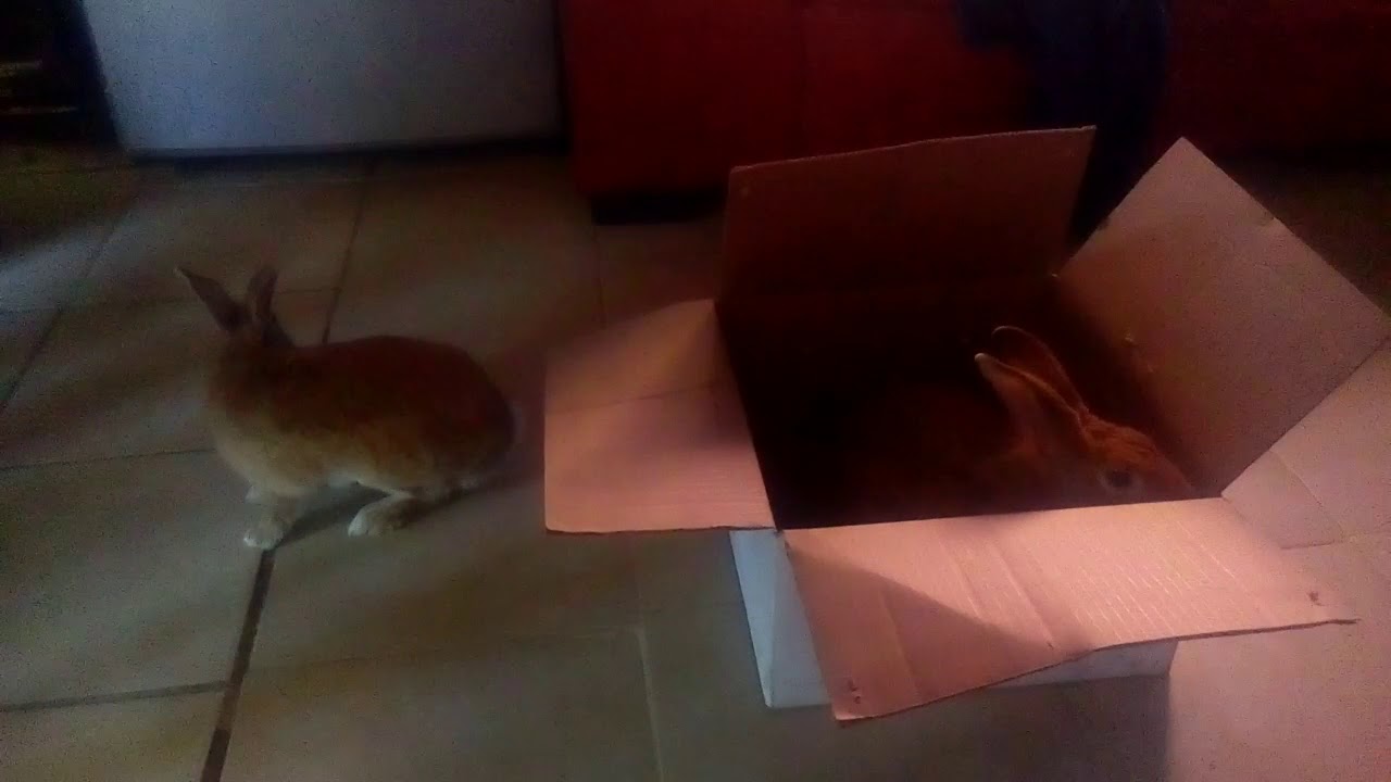 Tiny Grandota Pa Que Le Pegue Aaaauuuuuuu Youtube