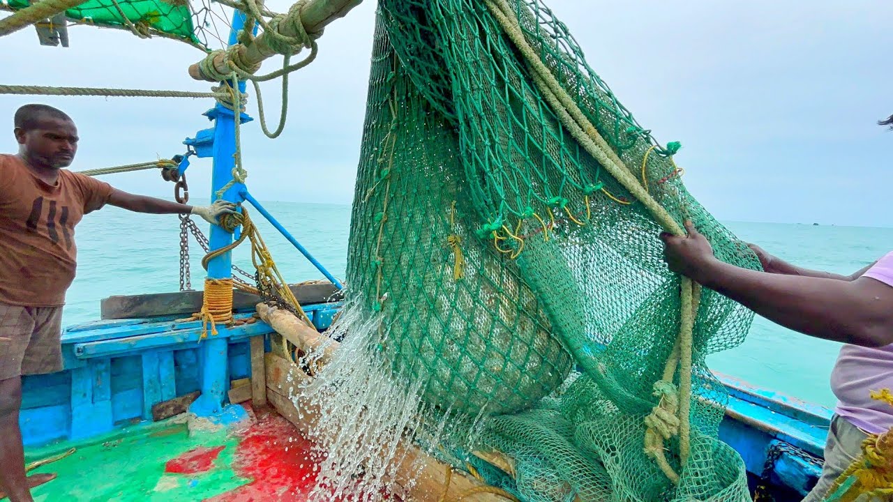 Ohh Prawns & Crab & Squid Catches 💢 Trawler Net Fishing 🤩 Mandapam ...