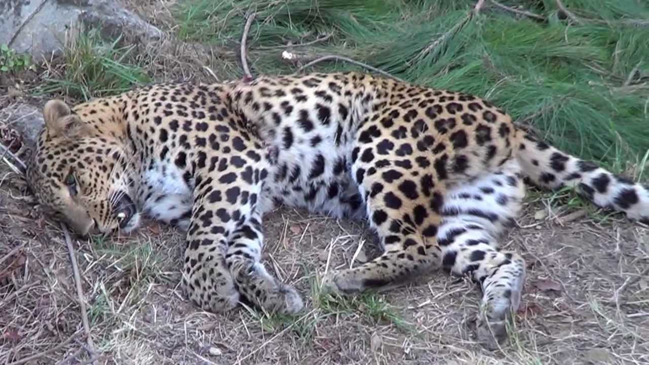 maneater leopard - YouTube