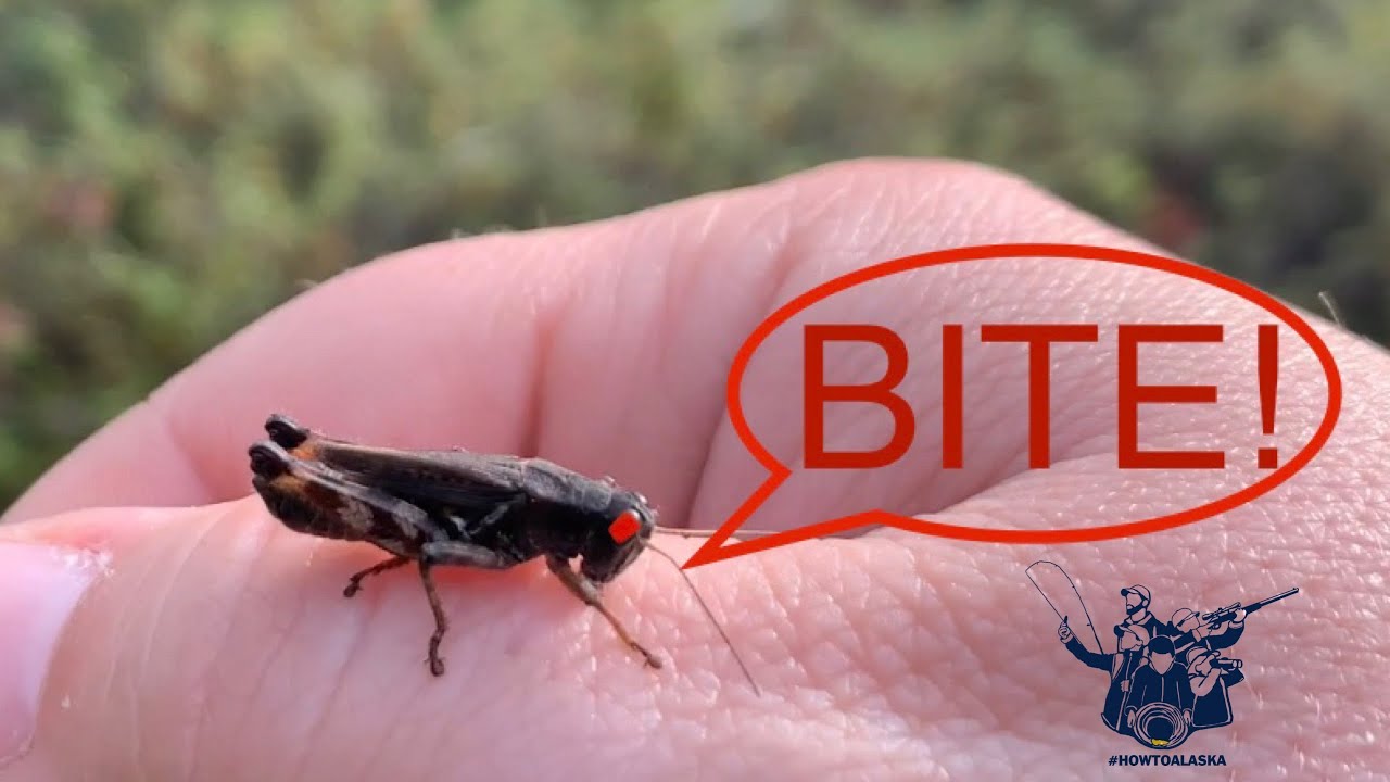 Evil Grasshopper Attacks! - YouTube