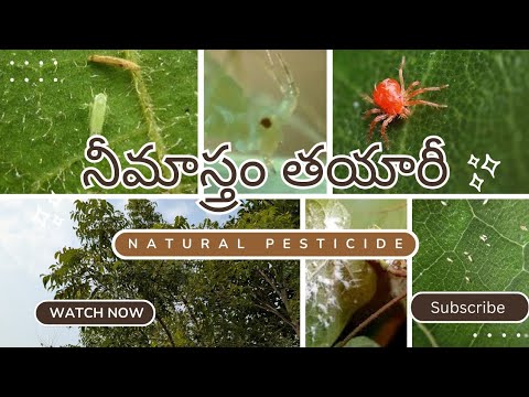 Neemastra preparation| నీమాస్త్రం | Natural pesticide| - YouTube