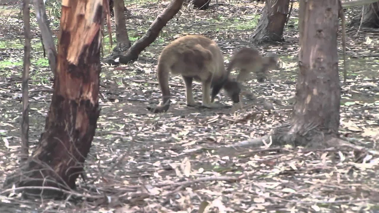 Hopping Kangaroos - YouTube