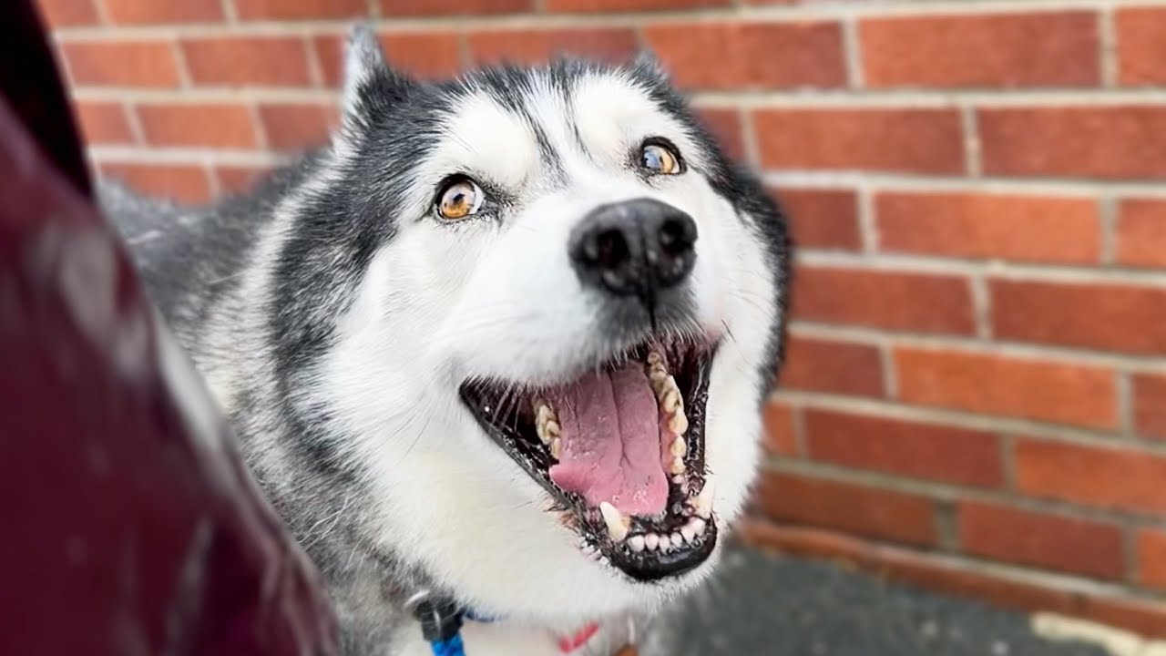 Random Things My Husky Talks About On A Walk! - YouTube