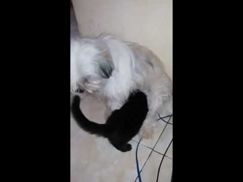 [KOCAK!!!] ANJING YANG SAYANG KUCING - KUCING NYUSU KE ANJING