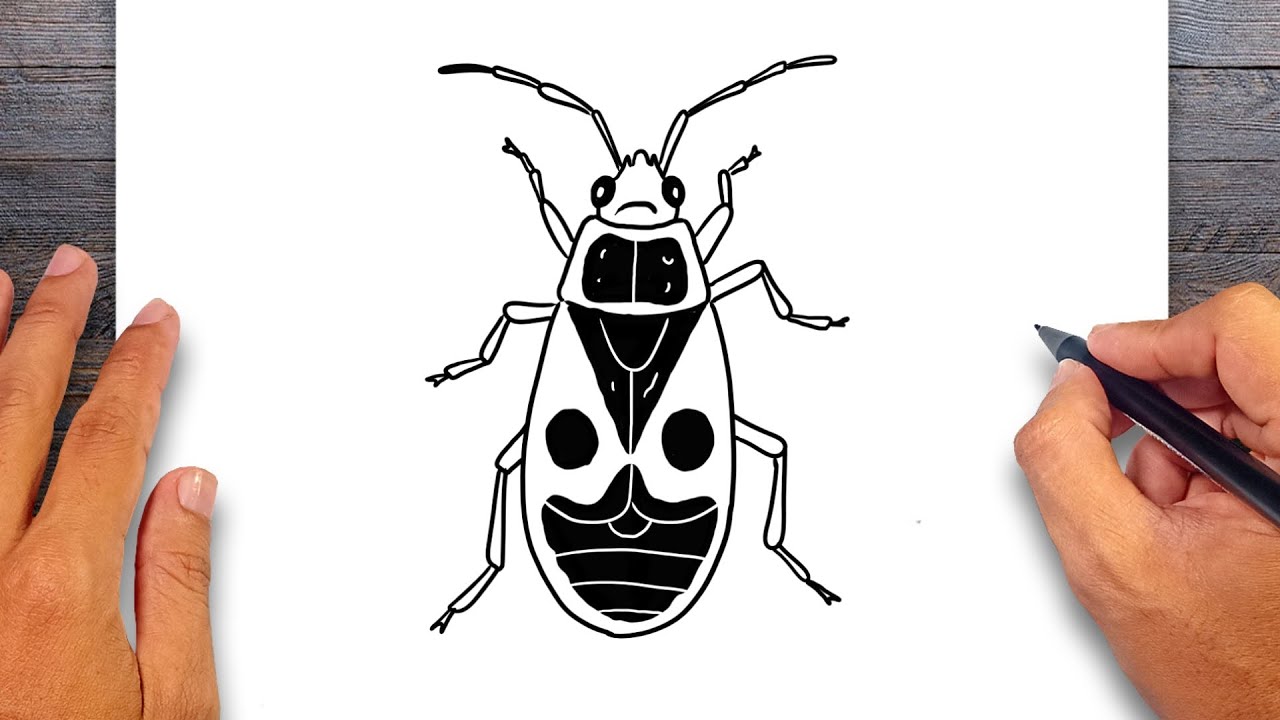 How to draw Firebug Beetle - Insect Drawing - YouTube
