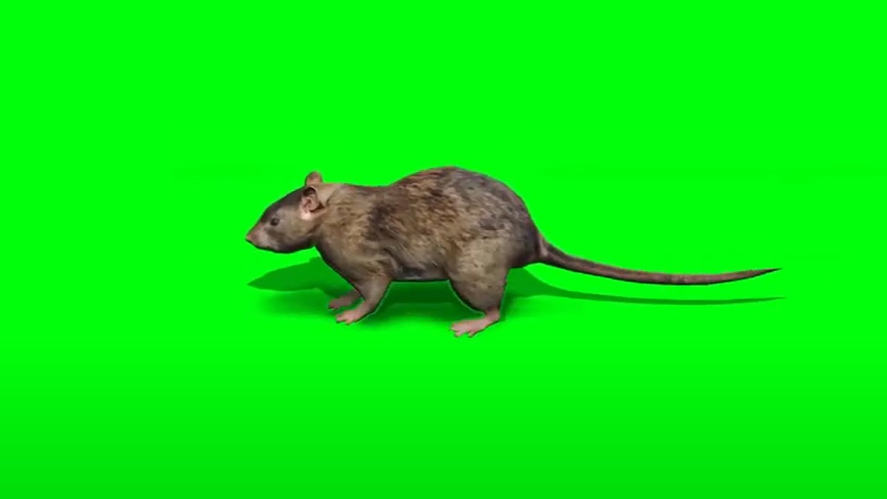 Rat Green Screen video HD | Chroma Key | Green Screen Videos - YouTube