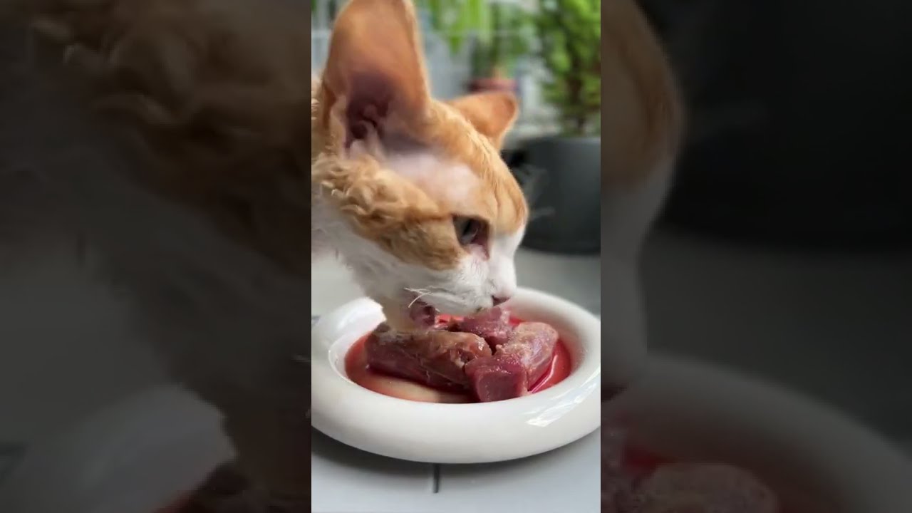 Devon Rex Kitten eats raw meat for the first time🥩🥩🦴🦴 - YouTube