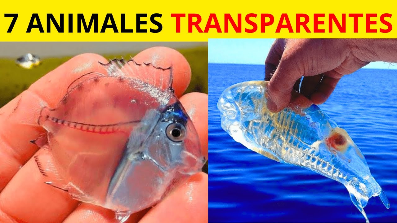 Los 7 Animales transparentes que no conocías | ¿Cómo Es Posible Este ...