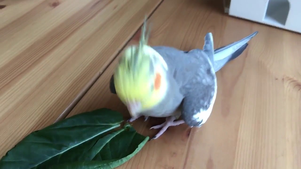 printer birb - YouTube