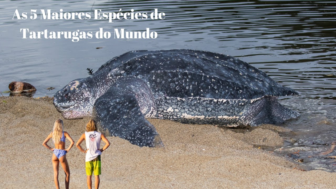 As 5 maiores espécies de tartarugas do mundo- tartaruga gigante ...