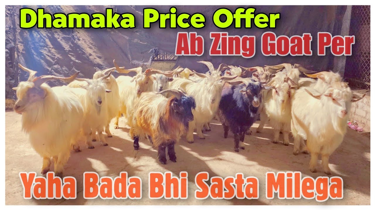 Dhamaka Price Offer Ab Zing Goat At Al-Al-Aiman Goat Farm | Zing Goat ...
