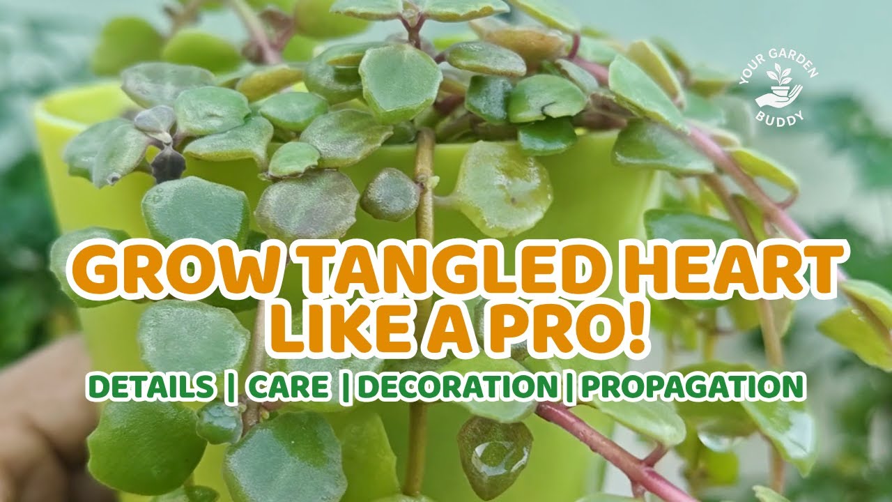 Tangled Heart Plant Care & Propagation 🌿 | Beautiful Indoor Creeper for ...
