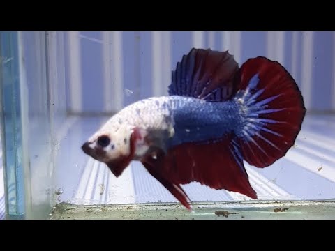 Giant Marble 2 - YouTube