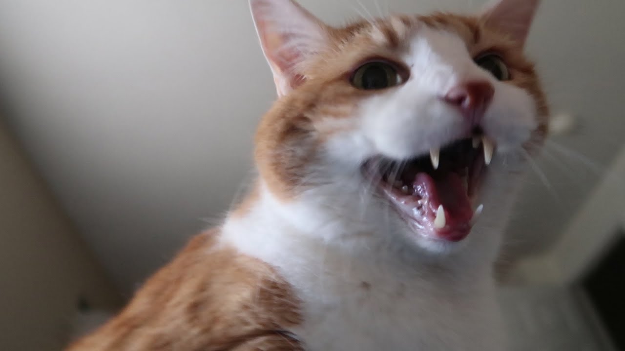 Sad Morning Meows - YouTube