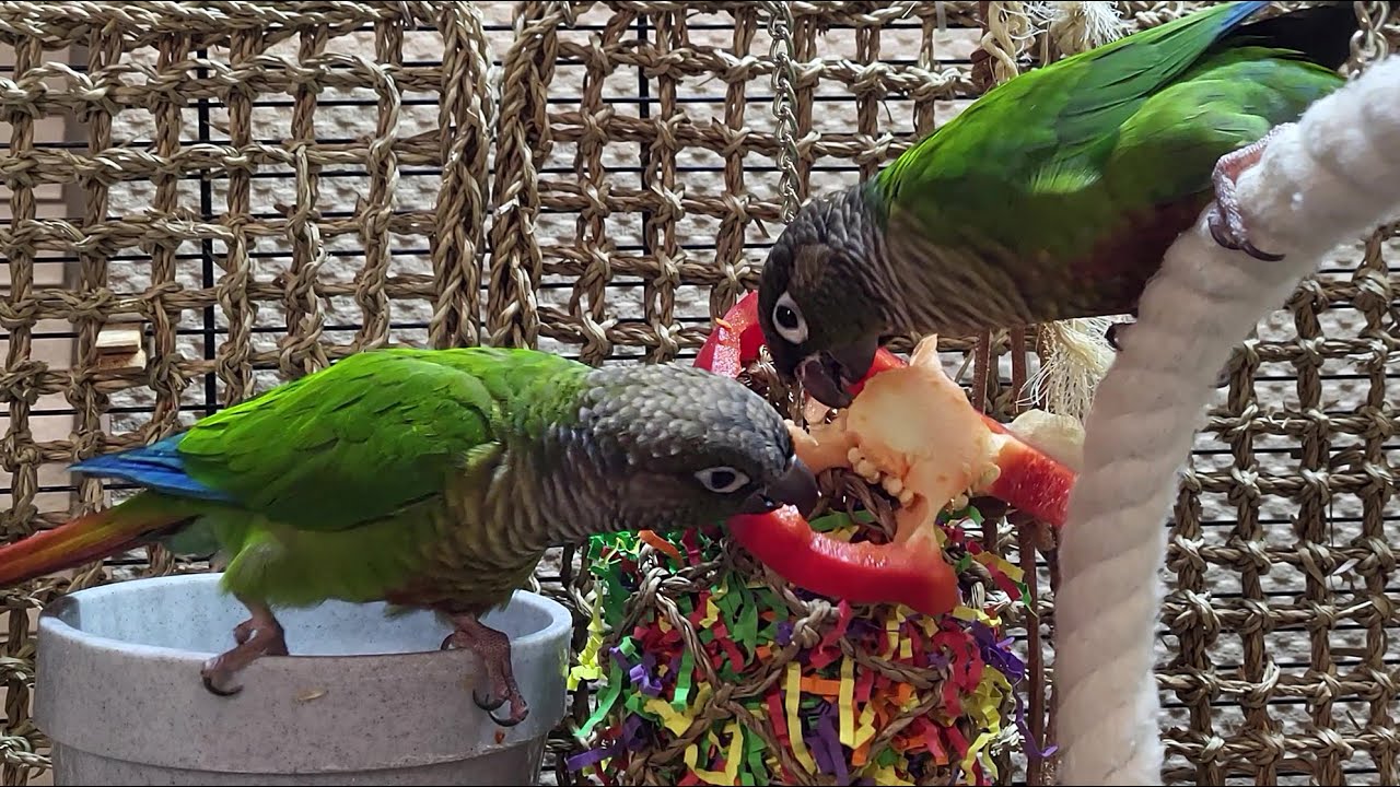 7 hours of relaxing conure parakeet sounds - YouTube