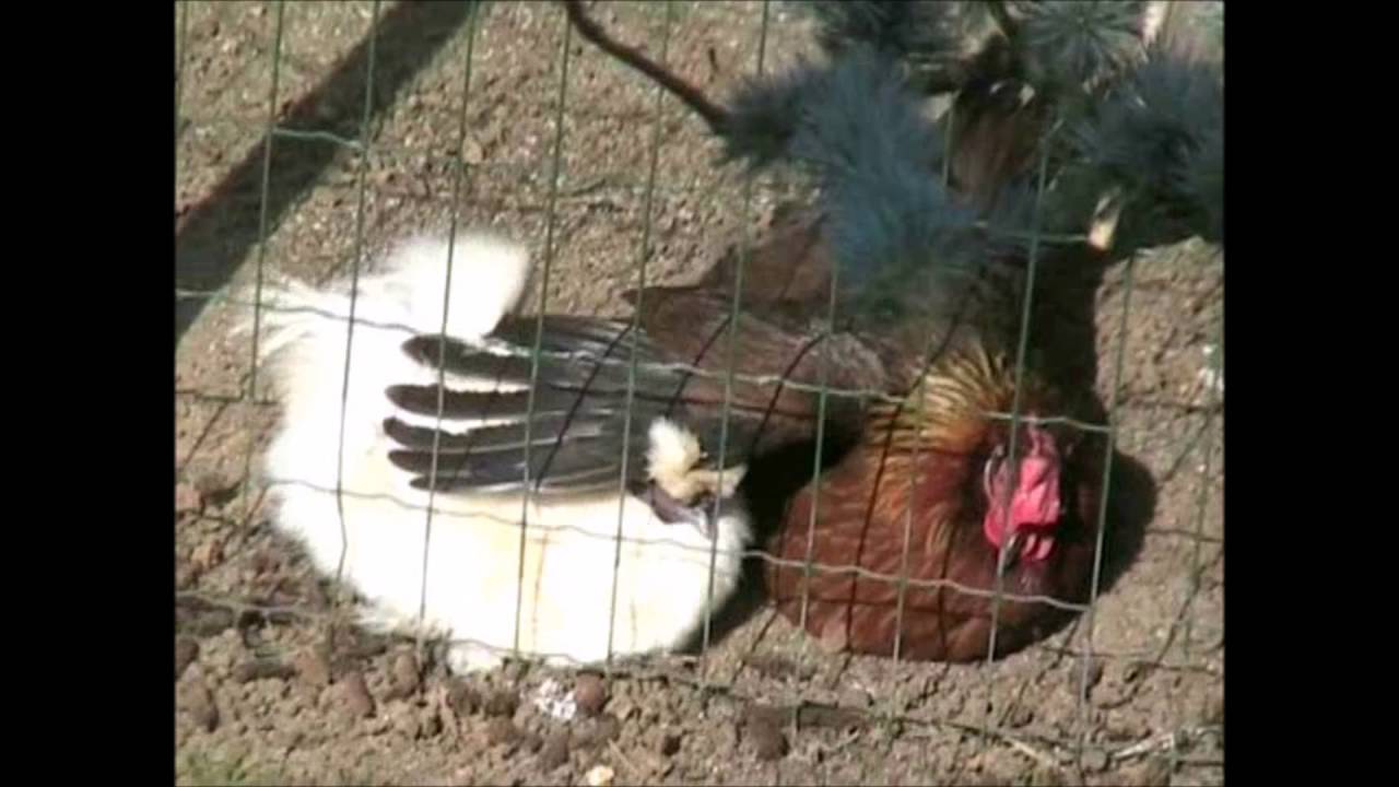 Chicken hugging buddies, chicken hug, chicken love - YouTube