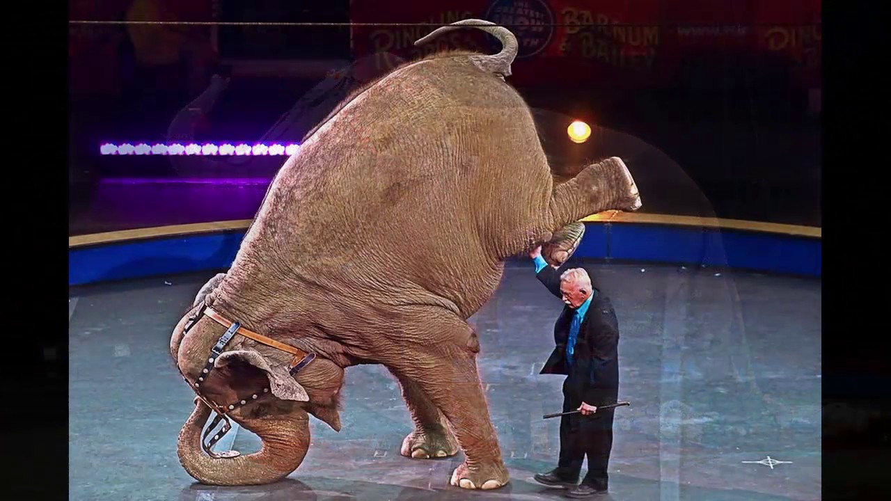 Elephant Escapes From Circus In France - YouTube