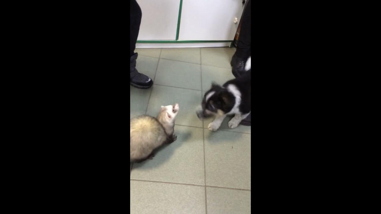 Puppy at vet tries tp befriend grumpy ferret - YouTube