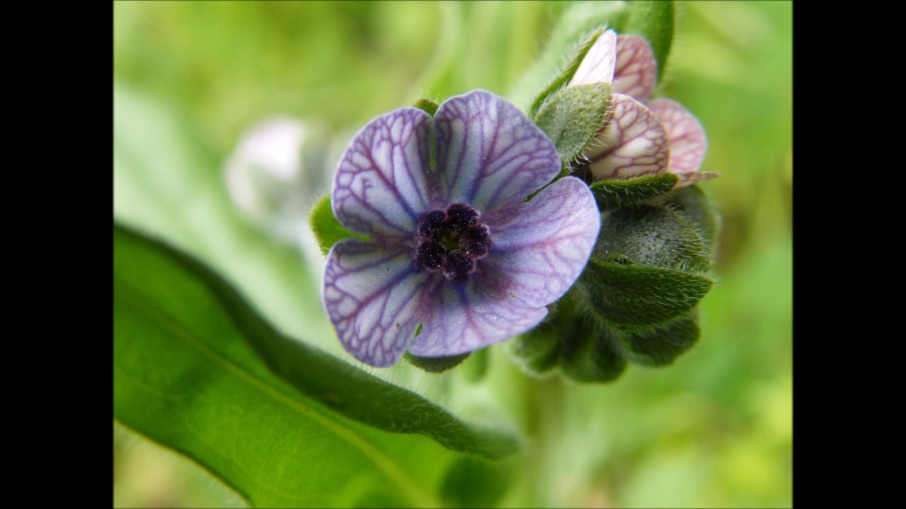 Naturali Programme 56. Il-flora Maltija - YouTube