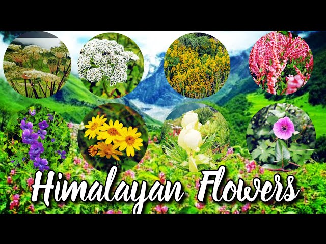 Himalayan Flowers Names