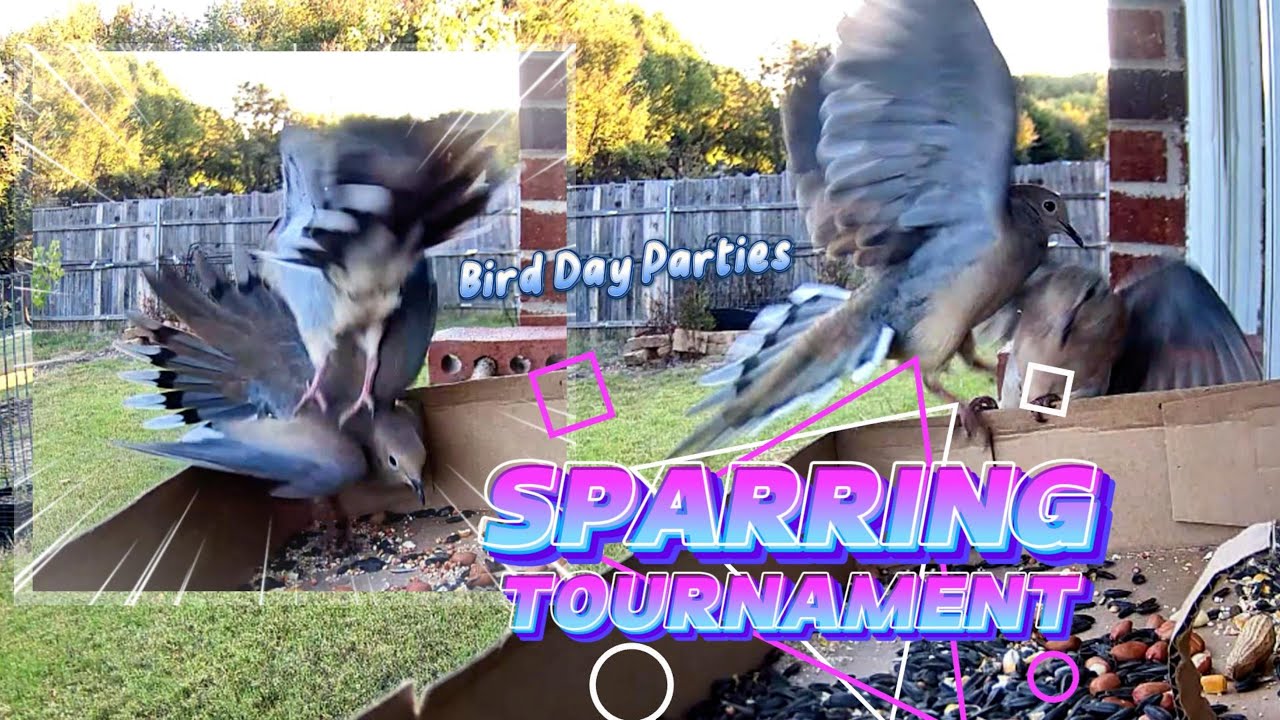 Fearless Doves Sparring Tournament: Blue Jay's Providing Warm Up 😅 ...