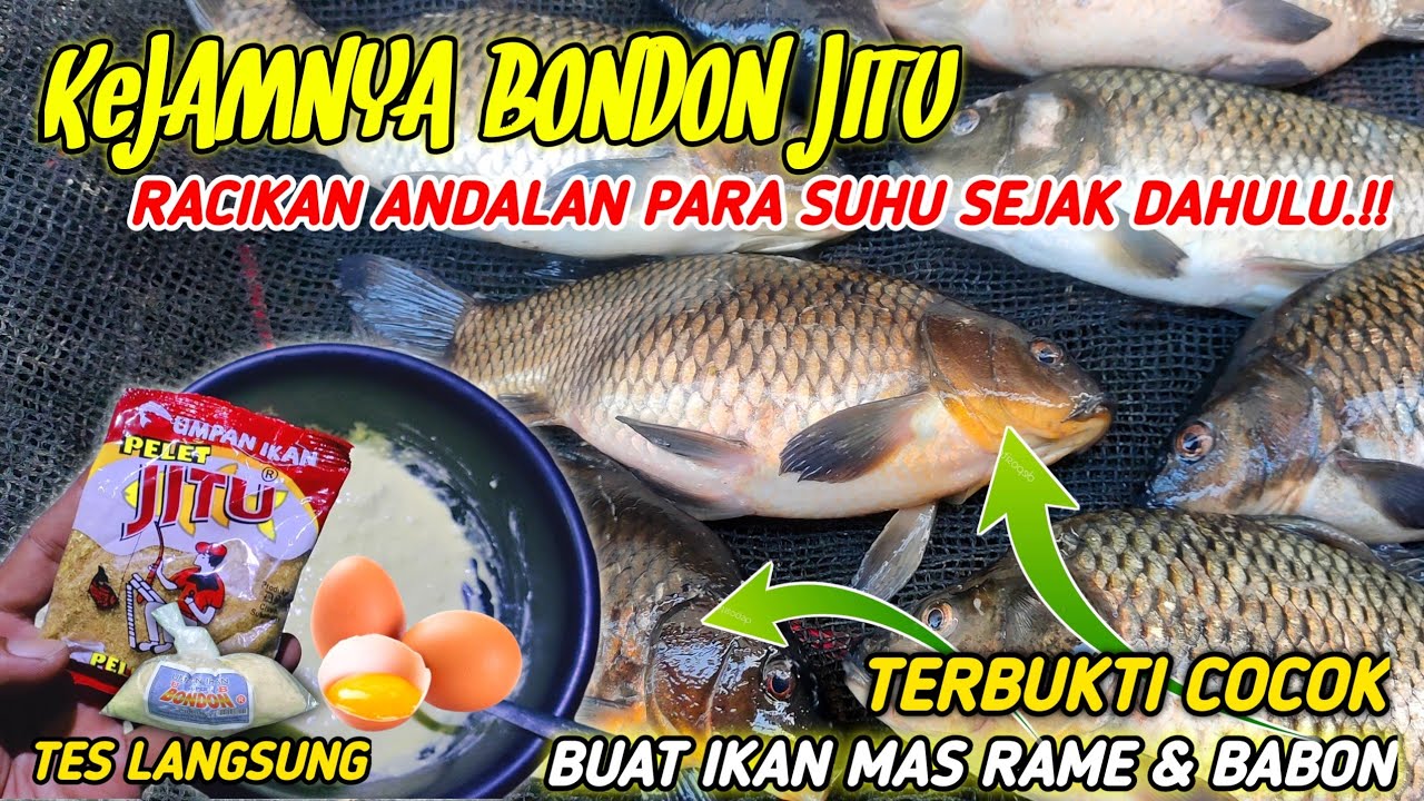 KEJAMNYA‼️UMPAN IKAN MAS JITU MERAH REBUS| RACIKAN NYA PARA SUHU SEJAK ...