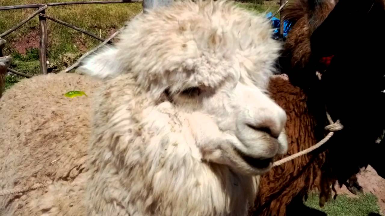 Video Blog: Weltreise Special Lama spuckt! - YouTube