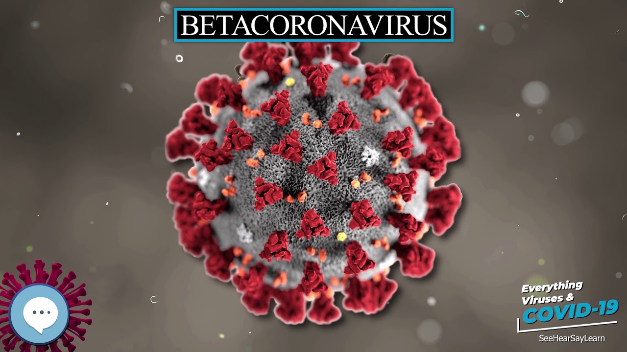 Betacoronavirus 🧫👩🏾‍⚕‍🤒 Everything Viruses & COVID-19 🤒👩‍⚕‍🧫 - YouTube