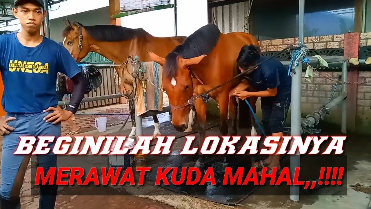 MERAWAT KUDA KUDA YANG MAHAL,,BEGINILAH,,!!! #yussar - YouTube