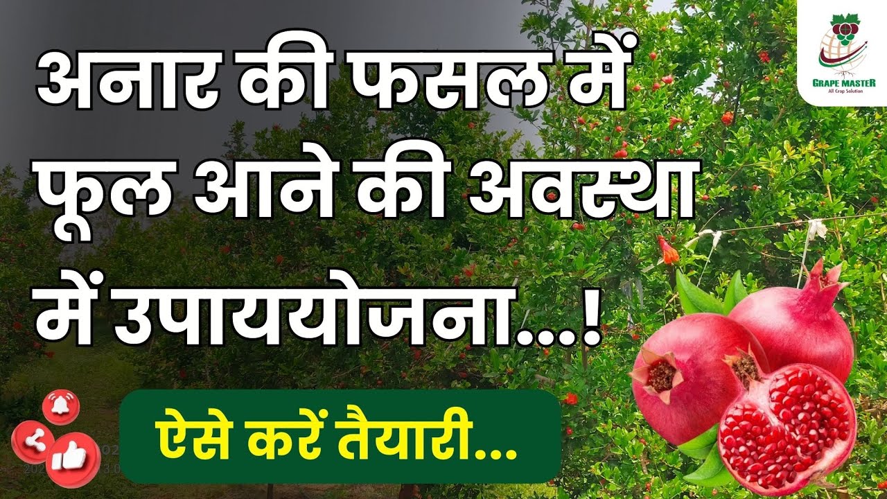 #अनार की फसल में फूल आने की अवस्था में #उपाययोजना ...! #डाळिंब #dalimb ...