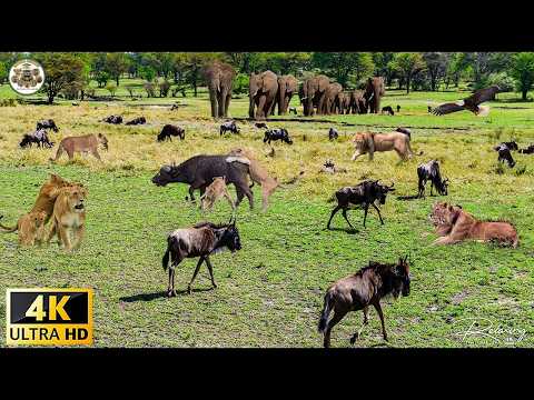 4K African Wildlife: Ruaha National Park - Relaxing Music With Video About African Wildlife