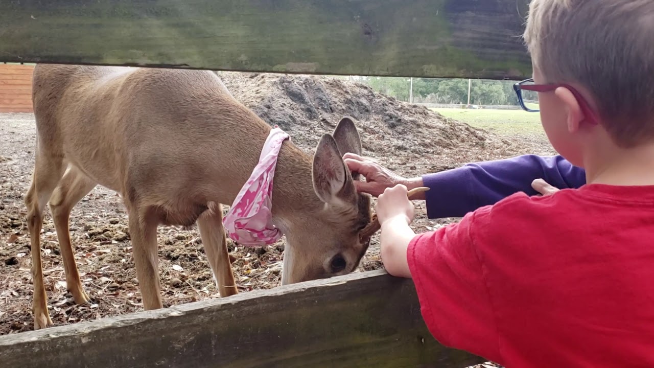 Wild deer loves people - YouTube