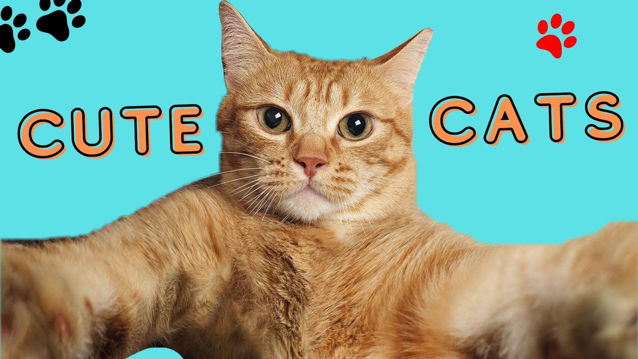 50 cat sounds cat, lion, tiger, leopard, cheetah. Animal sound - YouTube