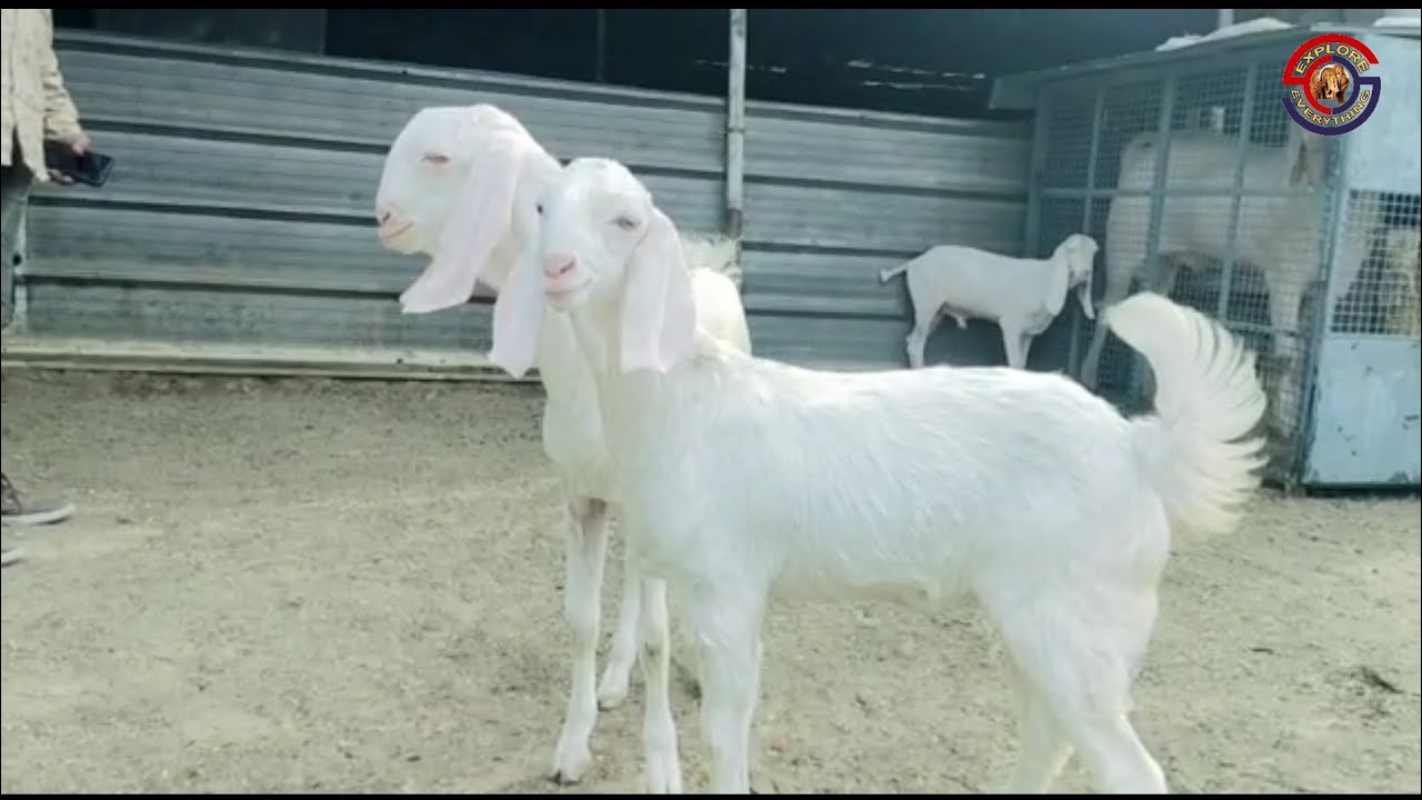 Patira Goat male female Kid Jodi Shahbaz bhai - YouTube