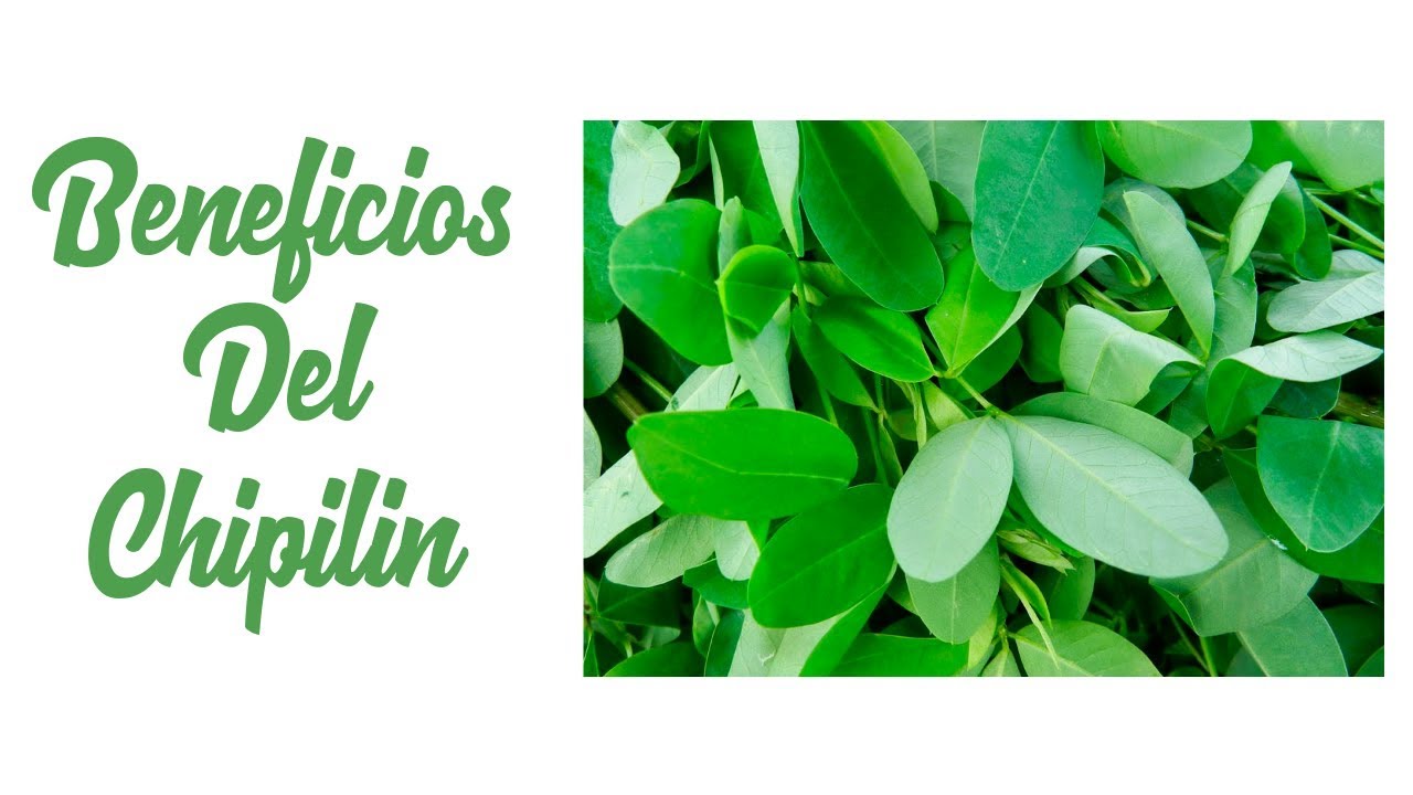 Beneficios Del Chipilin - YouTube