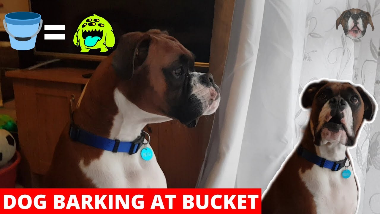 BOXER DOG BARKING AT SCARY BUCKET - YouTube