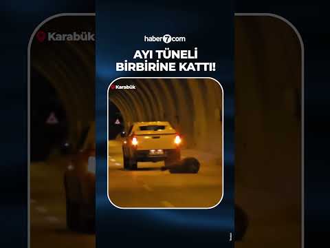 Karabük'te otomobilin çarptığı ayı, tüneli birbirine kattı.