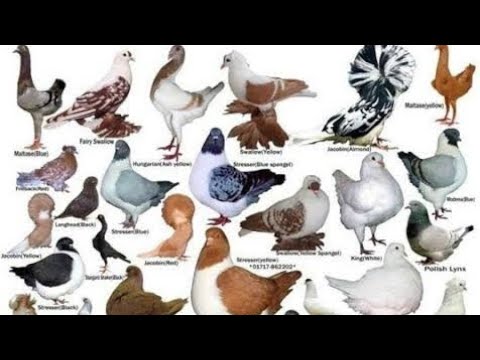 Types of Pigeons with Pictures and Names - YouTube