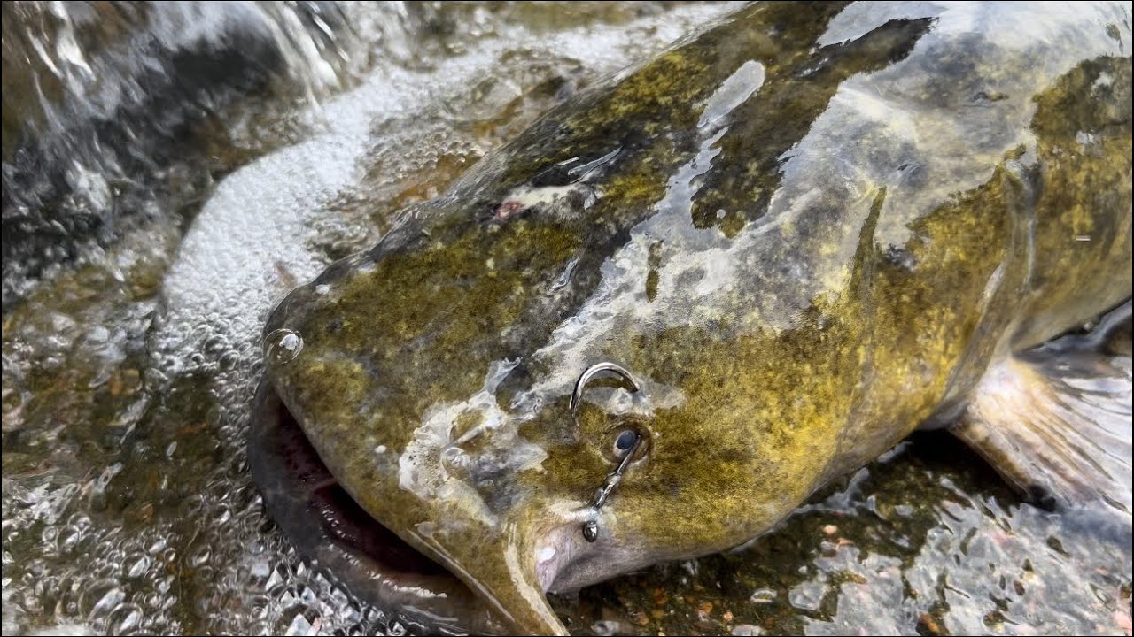 Summer FLATHEAD catfishing! (Houston,Tx) - YouTube
