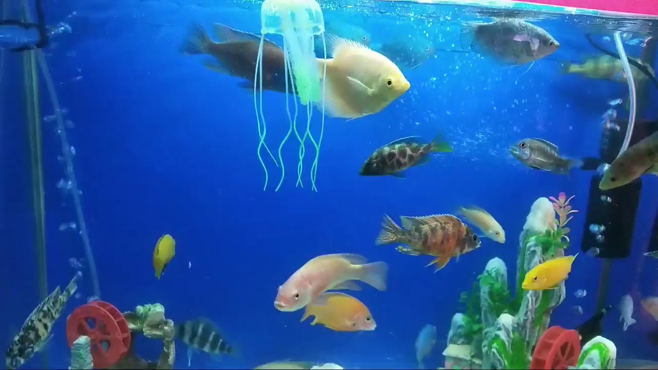 Frontosa Chichlid tank mates green terror, clown loach, ghost knife ...