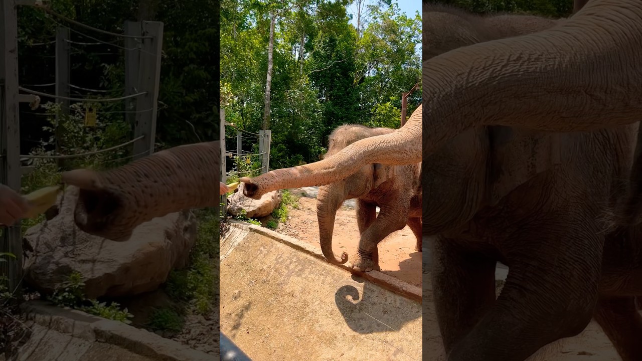 “Take It Easy, You’ll Get Your Turn!” – Chill Elephant 🤣#elephant # ...