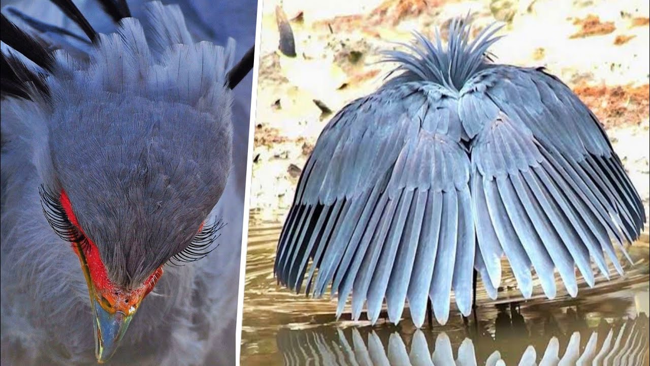 Nakakamanghang Species Ng Ibon Sa Mundo | Mga kakaibang species ng Ibon ...