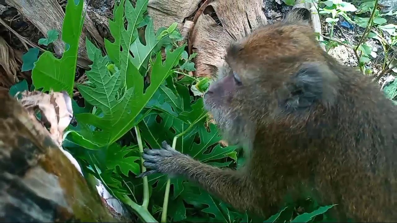 MY MONKEY FRIEND..CITA - YouTube