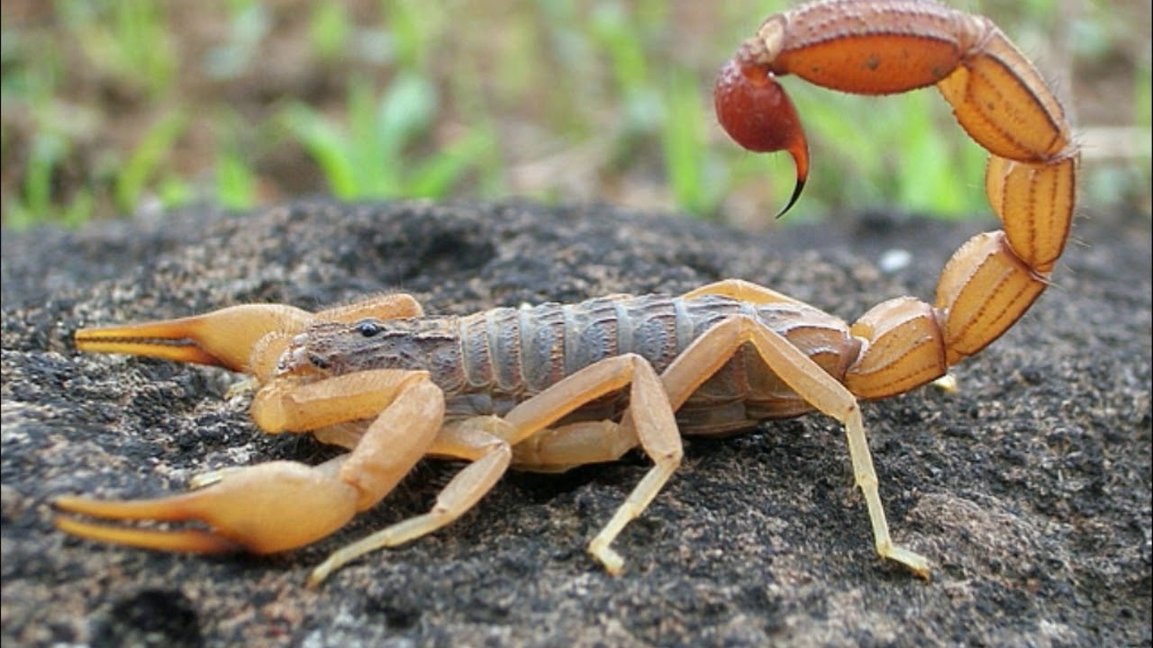 Scorpion Facts Interesting Facts about Scorpion Facts about Scorpion ...