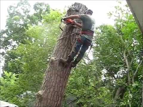 ANOTHER TREE - 70 foot (80 foot?) bull pine tree in my backyard GETTIN ...