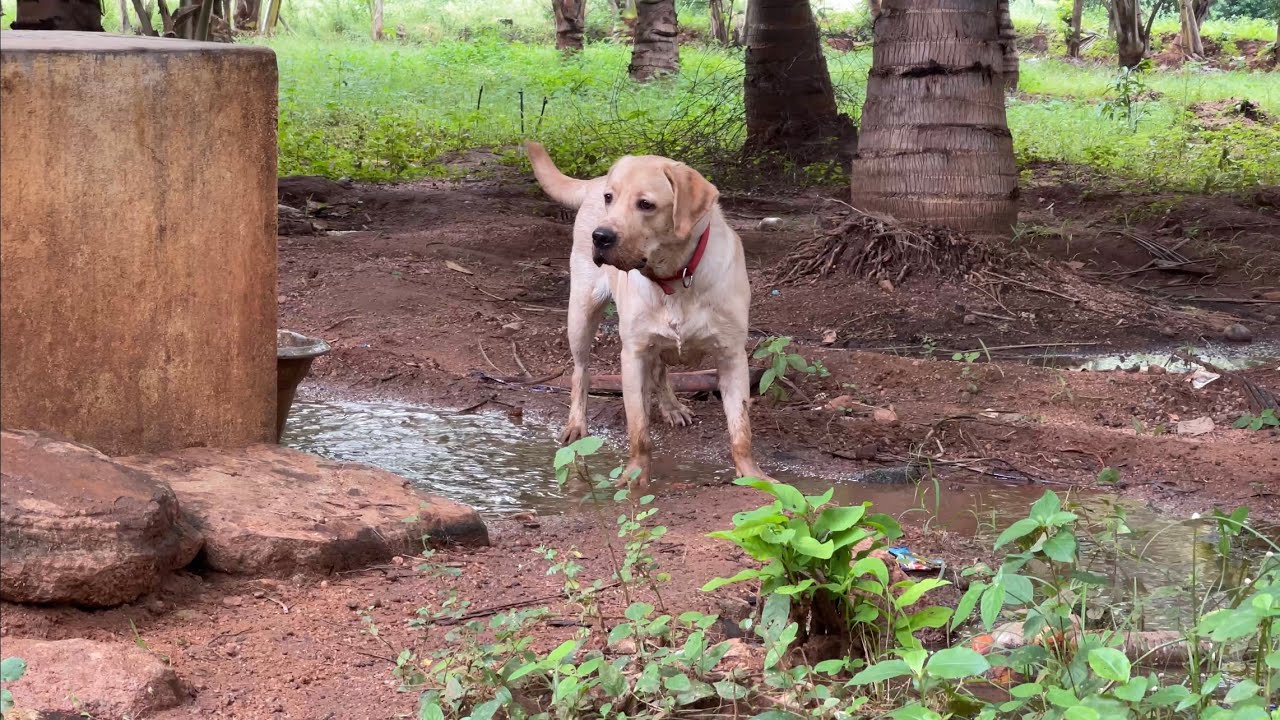 Crazy Labrador puppy doing naughty in the dirt water | Little John ...