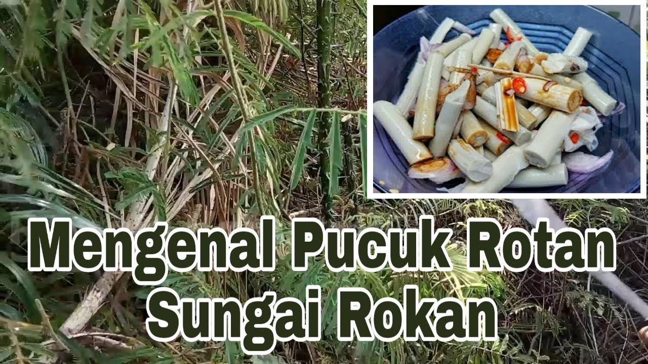 Rotan Muda Penggugah Selera!!! - YouTube